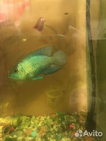 Рыба нанокара взрослая