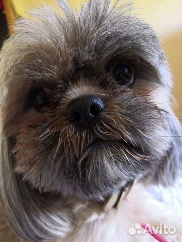 Отдам собаку породы Ши Тцу в хорошие руки