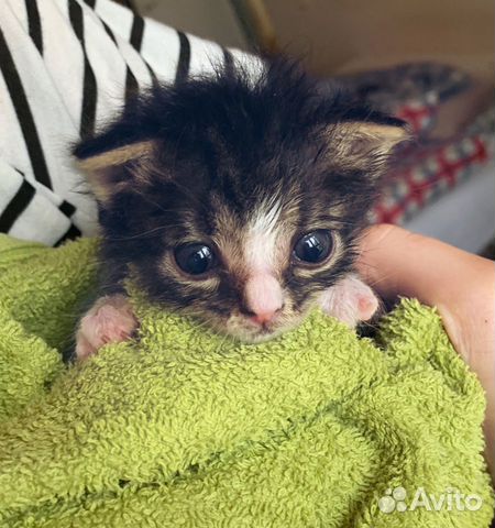 Кот Шпрот