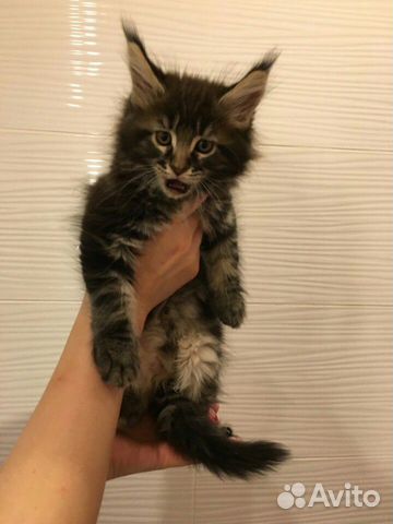 Котята Мэйн-Кун