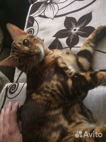 Бенгал вязка