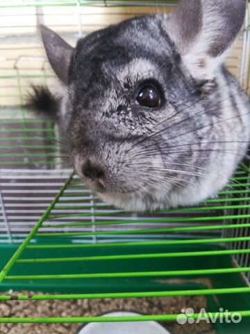Продам шиншилу с клеткой