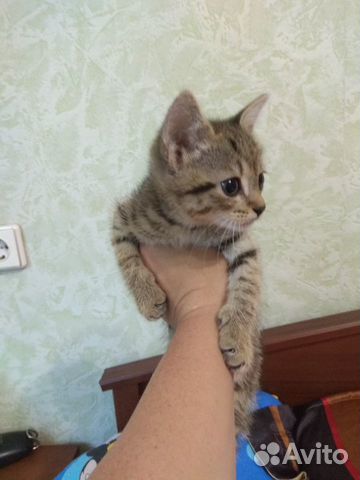 Симпатичный котенок в самые добрые ручки