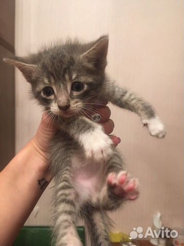 Продаём чистокровных котят тайской породы