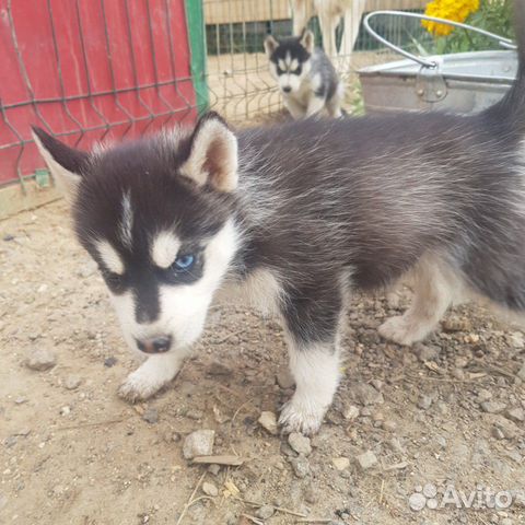 Сибирская Хаски