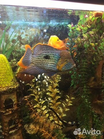 Акара Бирюзовая(мальки, подростки)