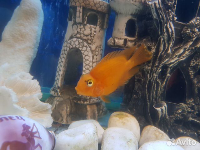 Продам попугаев