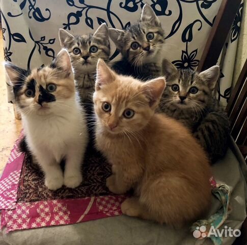 Отдам котёнка