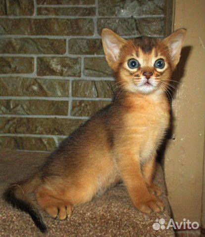 Абиссинские няшки и милашки