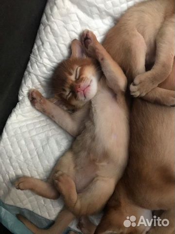 Абиссинские котята
