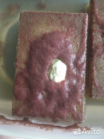 Аулофорус (живой корм)