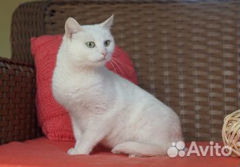 Зеленоглазая блондинка Кошка в дар