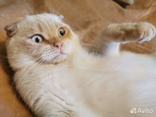 Кот на вязку