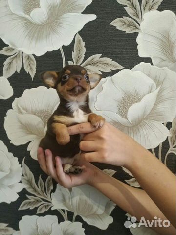 Девочка миничка игрушечная