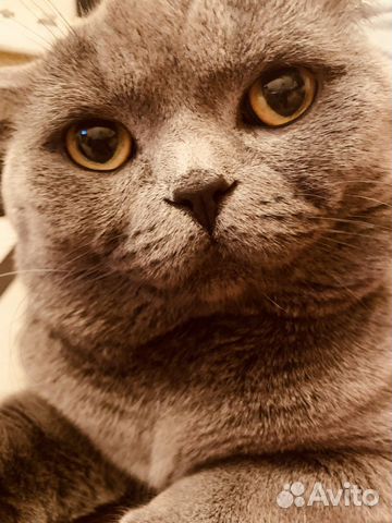 Кот осеменитель