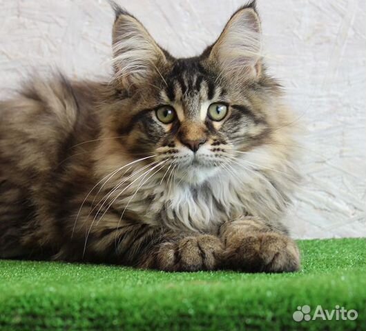 Котенок мейн кун девочка лесного окраса