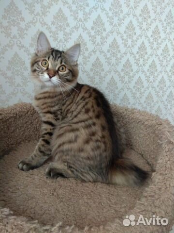 Чудесный котёнок-рысёнок