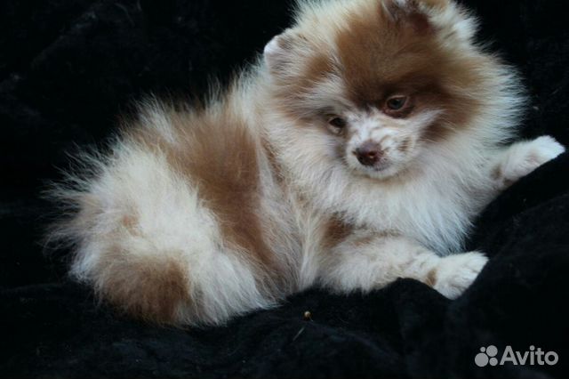 Девочка шоко мрамор