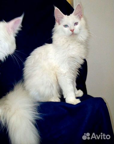 Голубоглазый котик Алтай