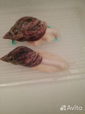 Белые неразлучники улитки ахатин.И чёрные тоже