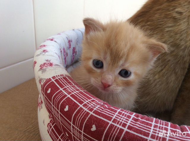 Котята от очень умных и дружелюбных кота и кошечки