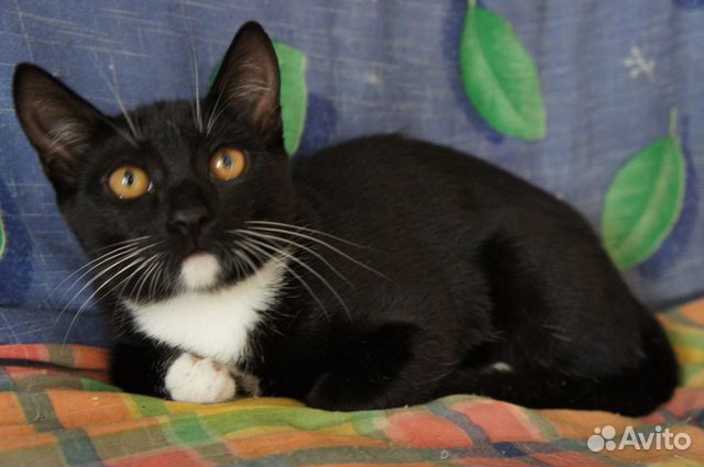 Котята кошечка котенок котик кот кошка