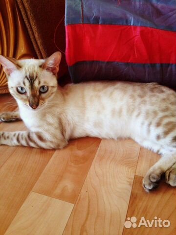 Снежная бенгалочка