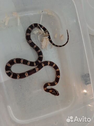 Маисовые полоза нормал самцы/самки