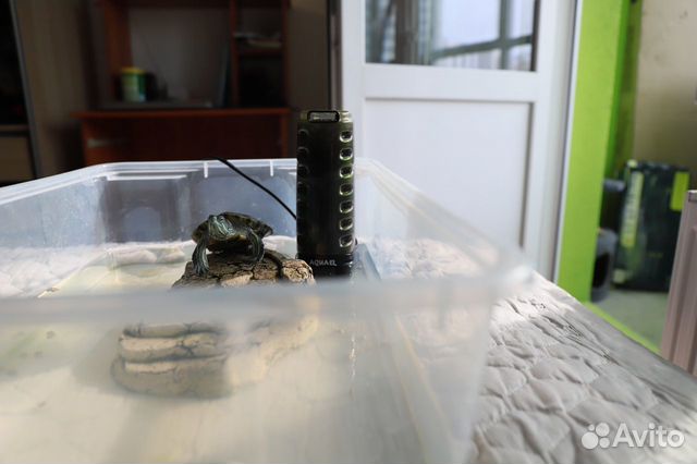 Водная черепашка