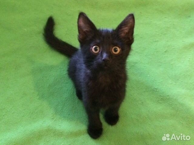 Котёнок