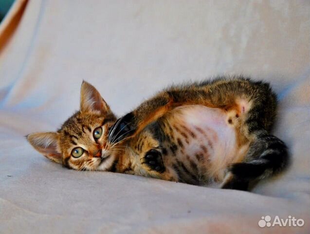 Котёнок в Дар