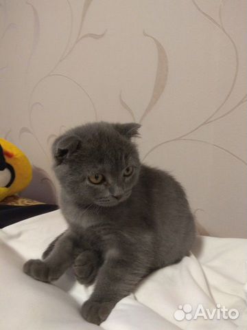 Кот британец