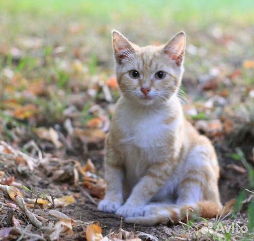 Рыжий котенок, девочка 4 мес