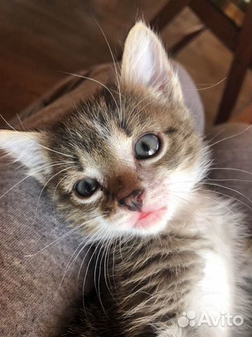Отдаём котёночка в добрые, хорошие руки