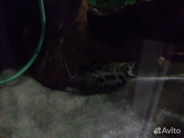 Синодонтис, снежный принц, кимпума