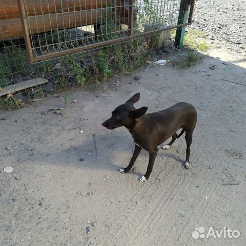 Отдам в хорошие руки, подобрал, жалко