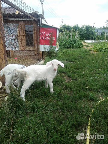 Козлик процентный июльский