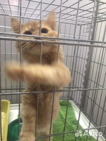 Котик,рыжик