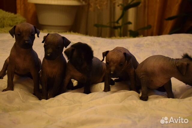 Щенки Ксолоицкуинтли