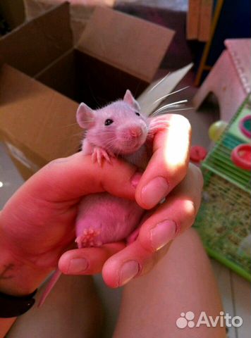 Крысята дамбо