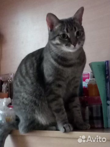 Отдам в добрые руки,Кошка, зовут Даша.2 года,стери