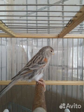 Канарейка (самка)