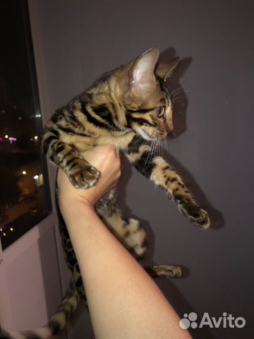 Бенгальские котята