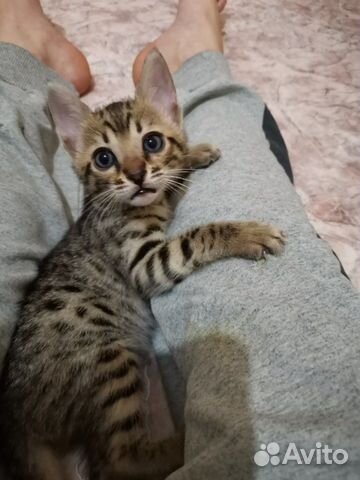 Бенгальские котята