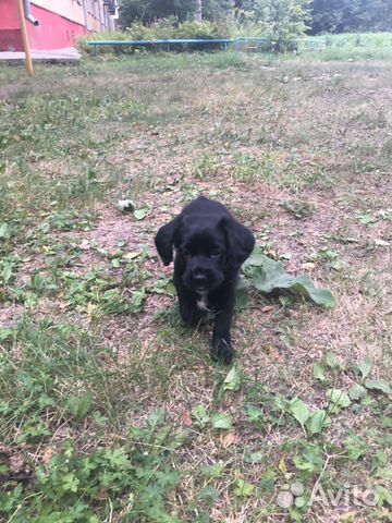 Американский кокер спаниель