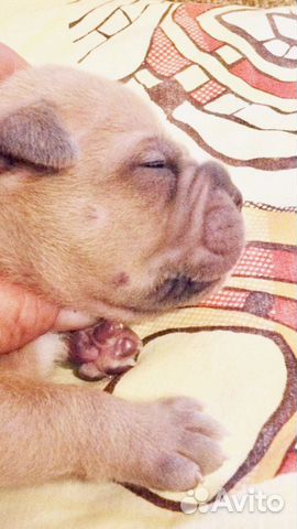 Девочка Американского булли