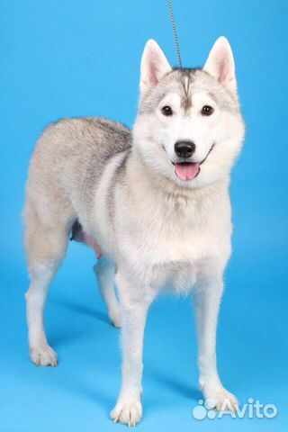 Одам в хорошие руки