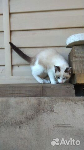 Крошка котёнок