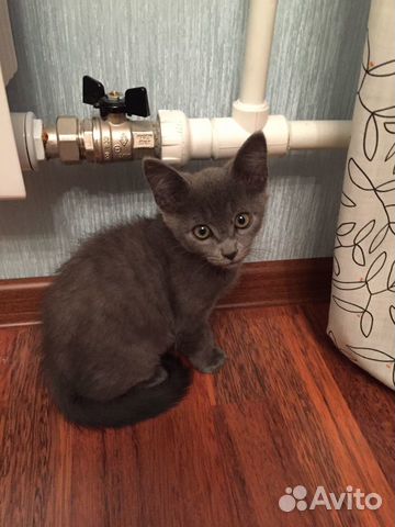 Русский голубой котёнок
