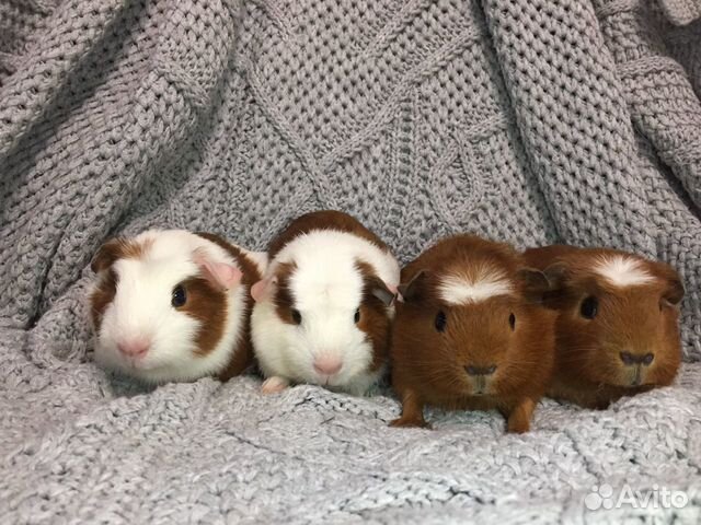 Морские свинки девочки цветной и американский крес
